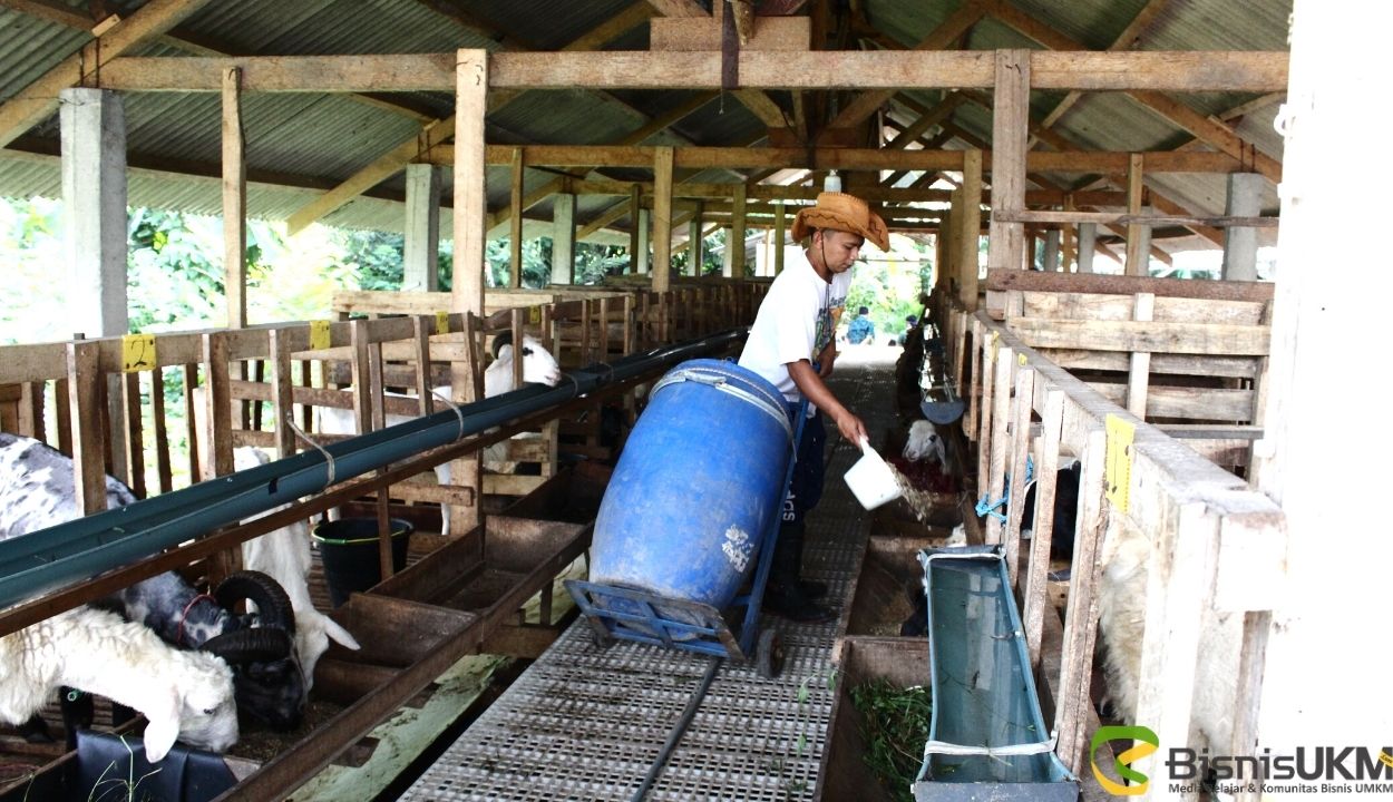 Sinatria Farm, Pelopor Kandang Tanpa Bau Gunakan Sistem Terkoleksi
