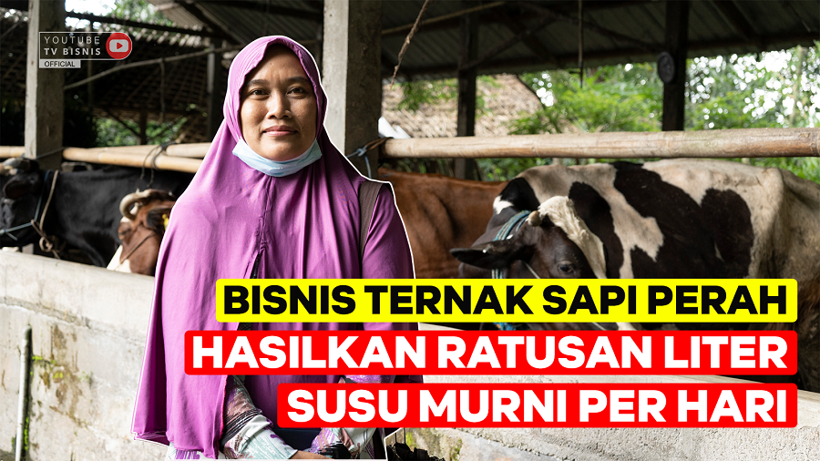 Wow Ternak Sapi Perah Bisa Hasilkan Ratusan Liter Susu Murni Per Hari!