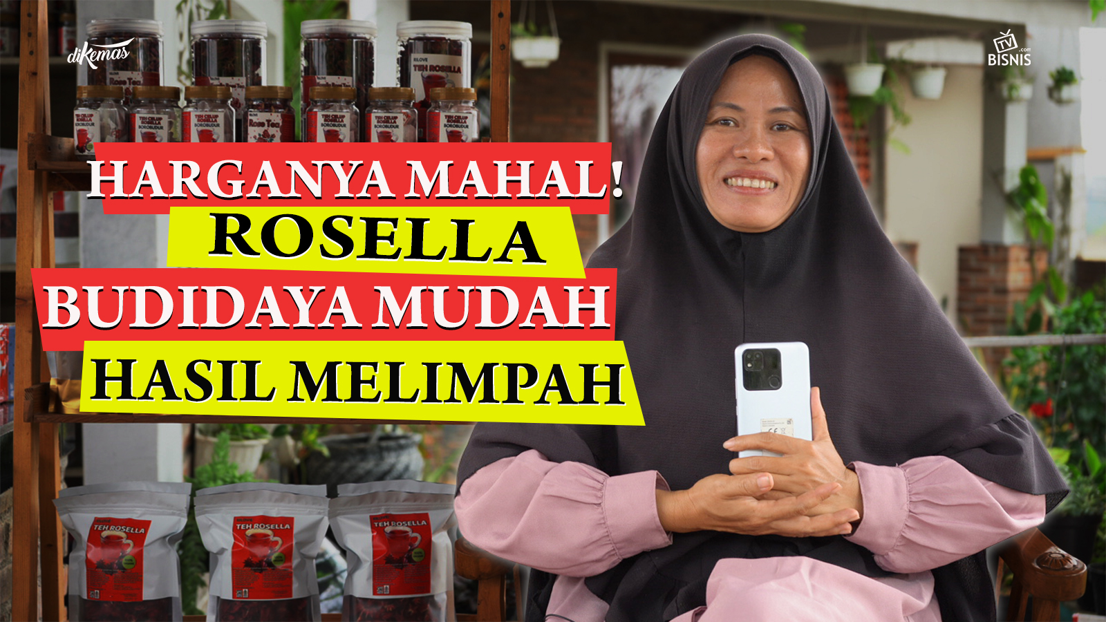 Tanaman Rosella! Budidaya Mudah Hasil Melimpah